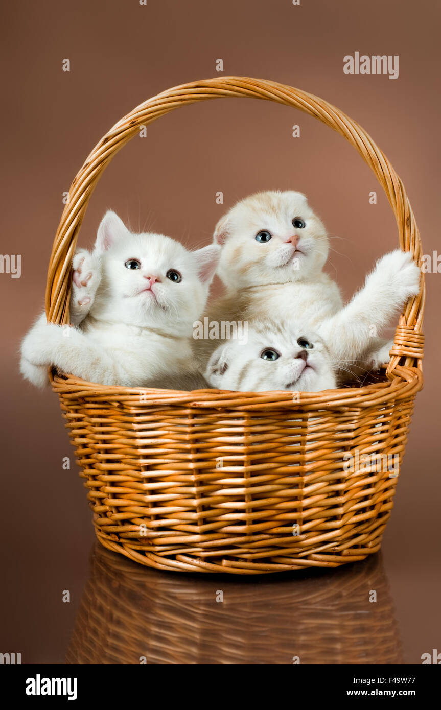 Many kittens hi-res stock photography and images - Alamy