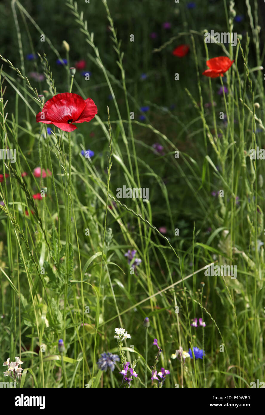 Poppy grower hi-res stock photography and images - Alamy