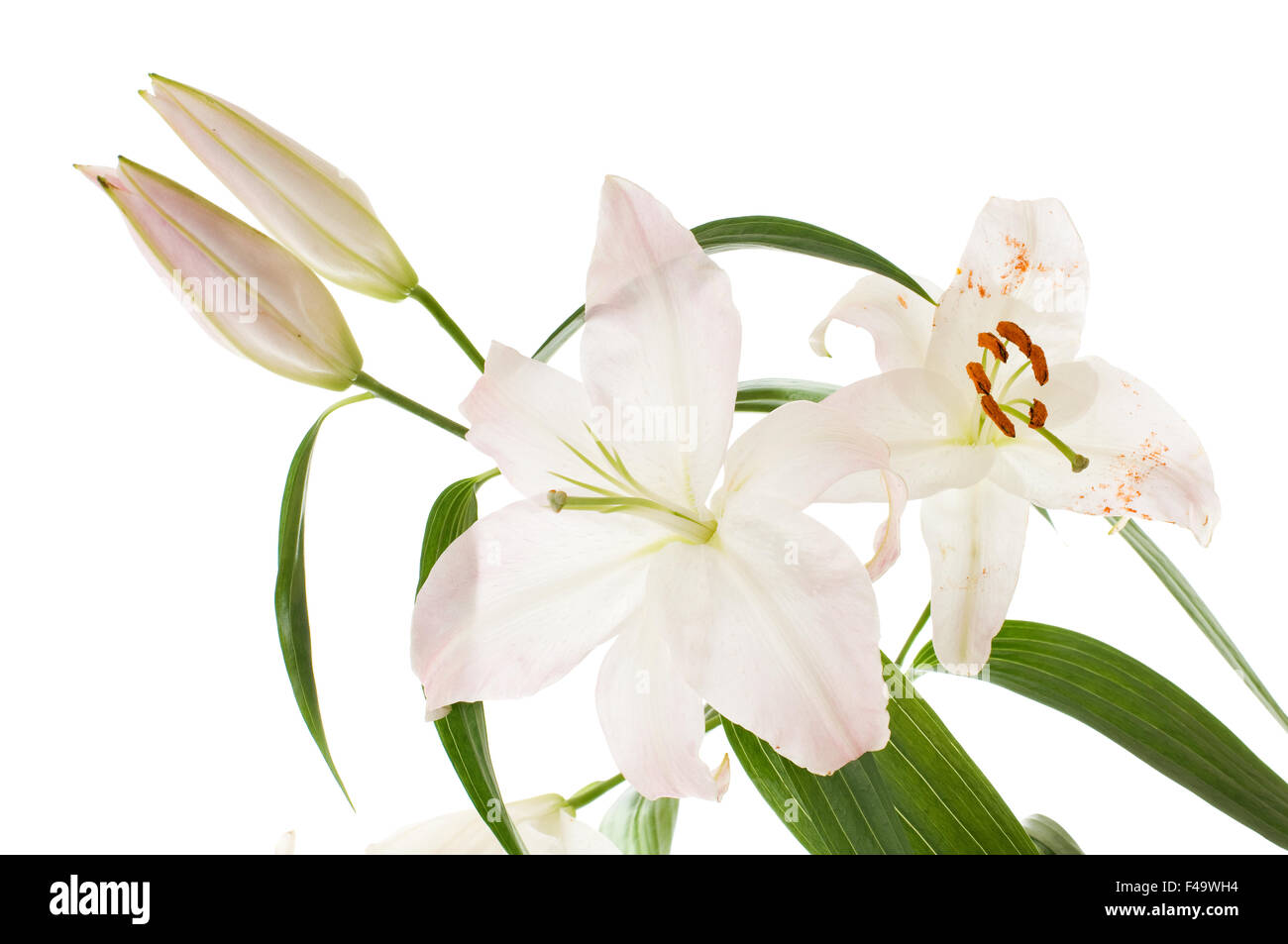 Lily cute hi-res stock photography and images - Alamy
