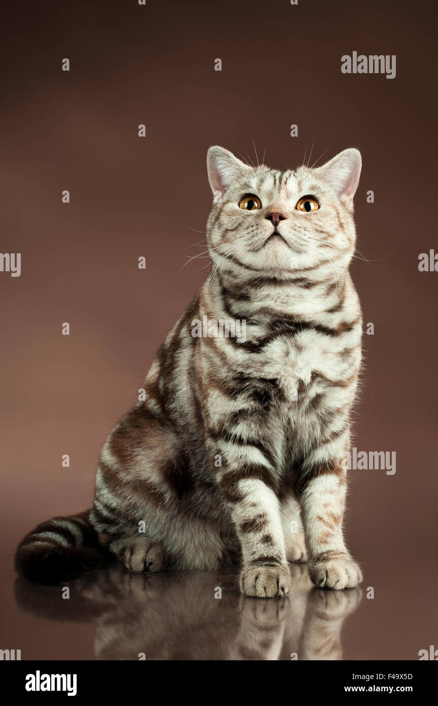 Cat bred hi-res stock photography and images - Alamy