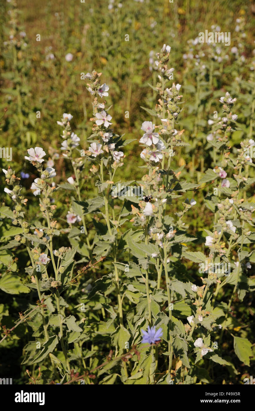 Common marshmallow althaea officinalis hi-res stock photography and ...