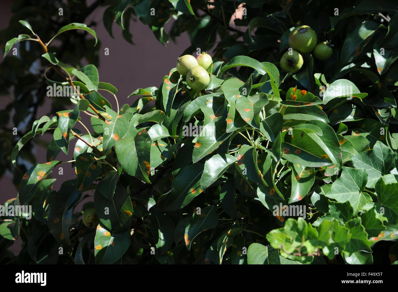 Pear trellis rust hi-res stock photography and images - Alamy