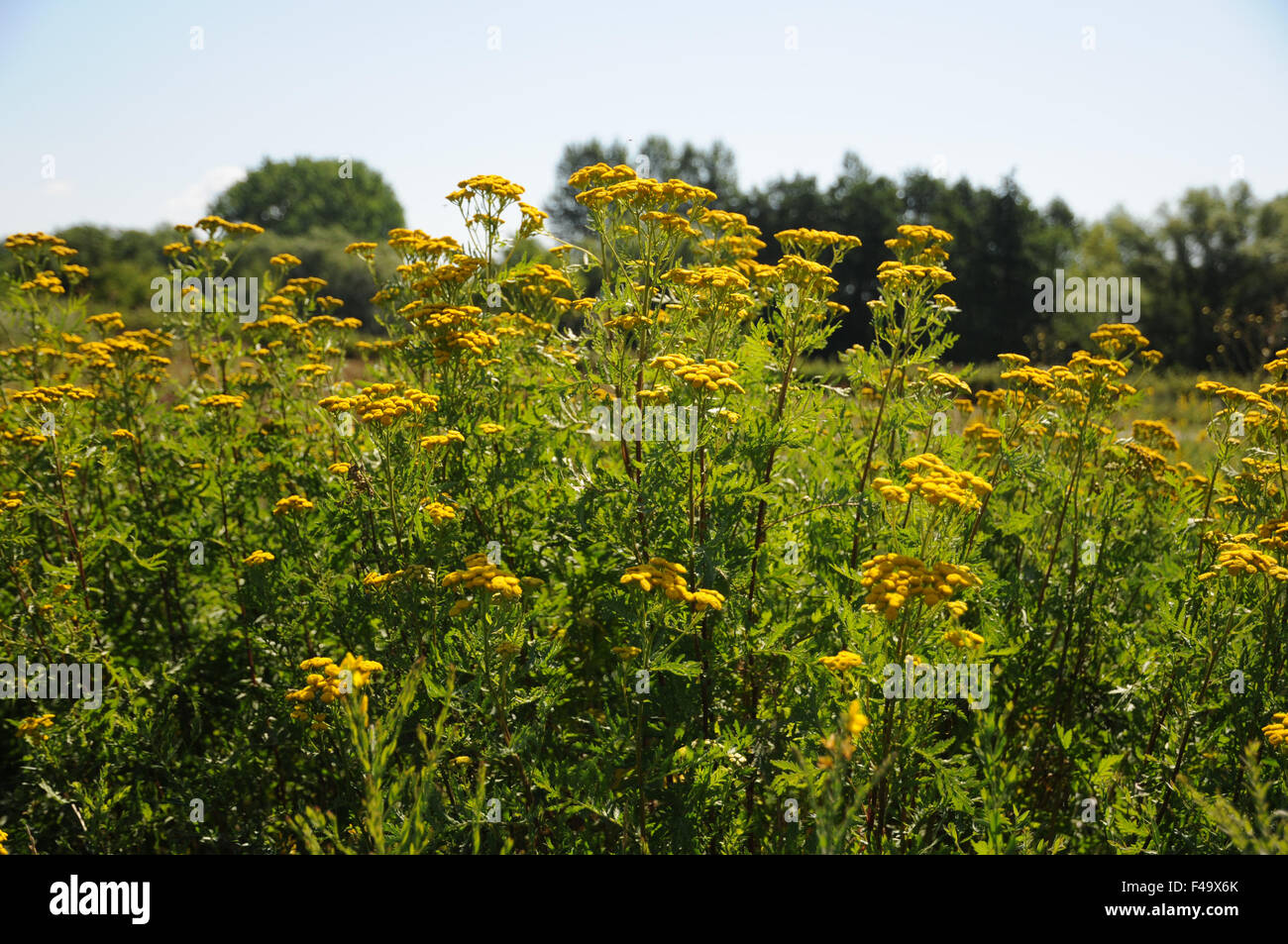 Common tansy tanacetum vulgare chrysanthemum hi-res stock photography ...