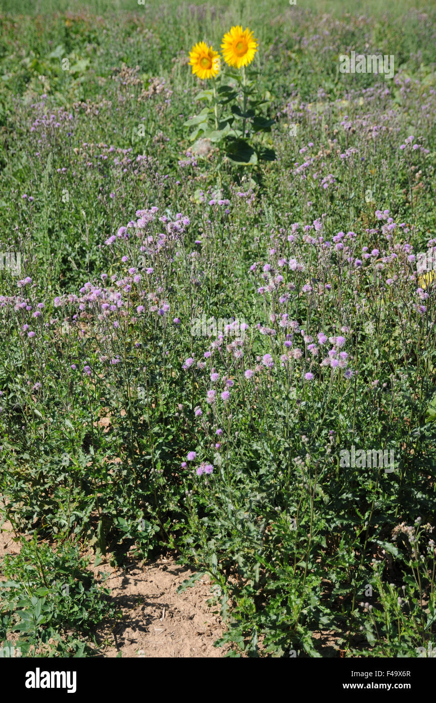 Canadian thistles hi-res stock photography and images - Alamy
