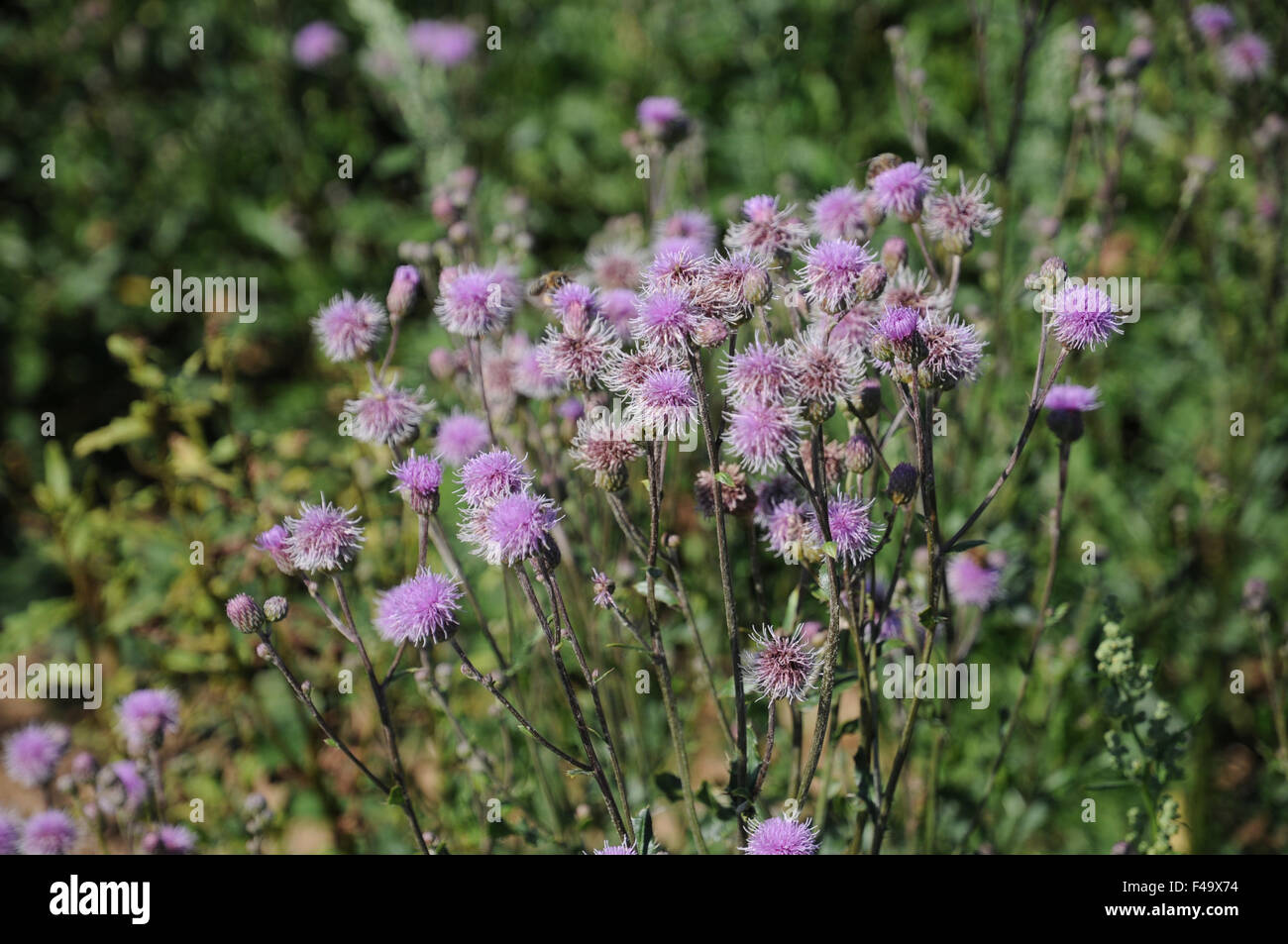 Canadian thistles hi-res stock photography and images - Alamy