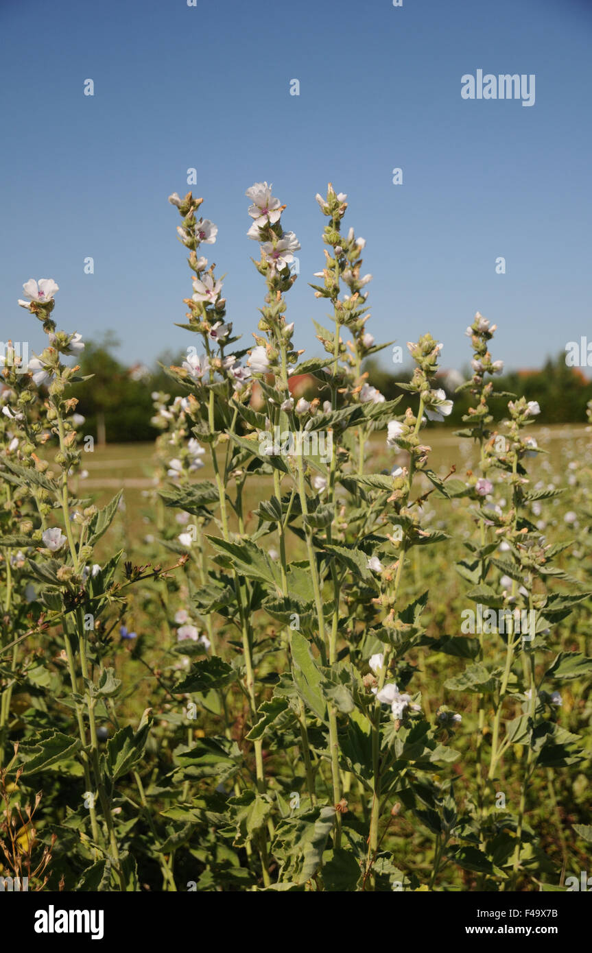 Common marshmallow althaea officinalis hi-res stock photography and ...