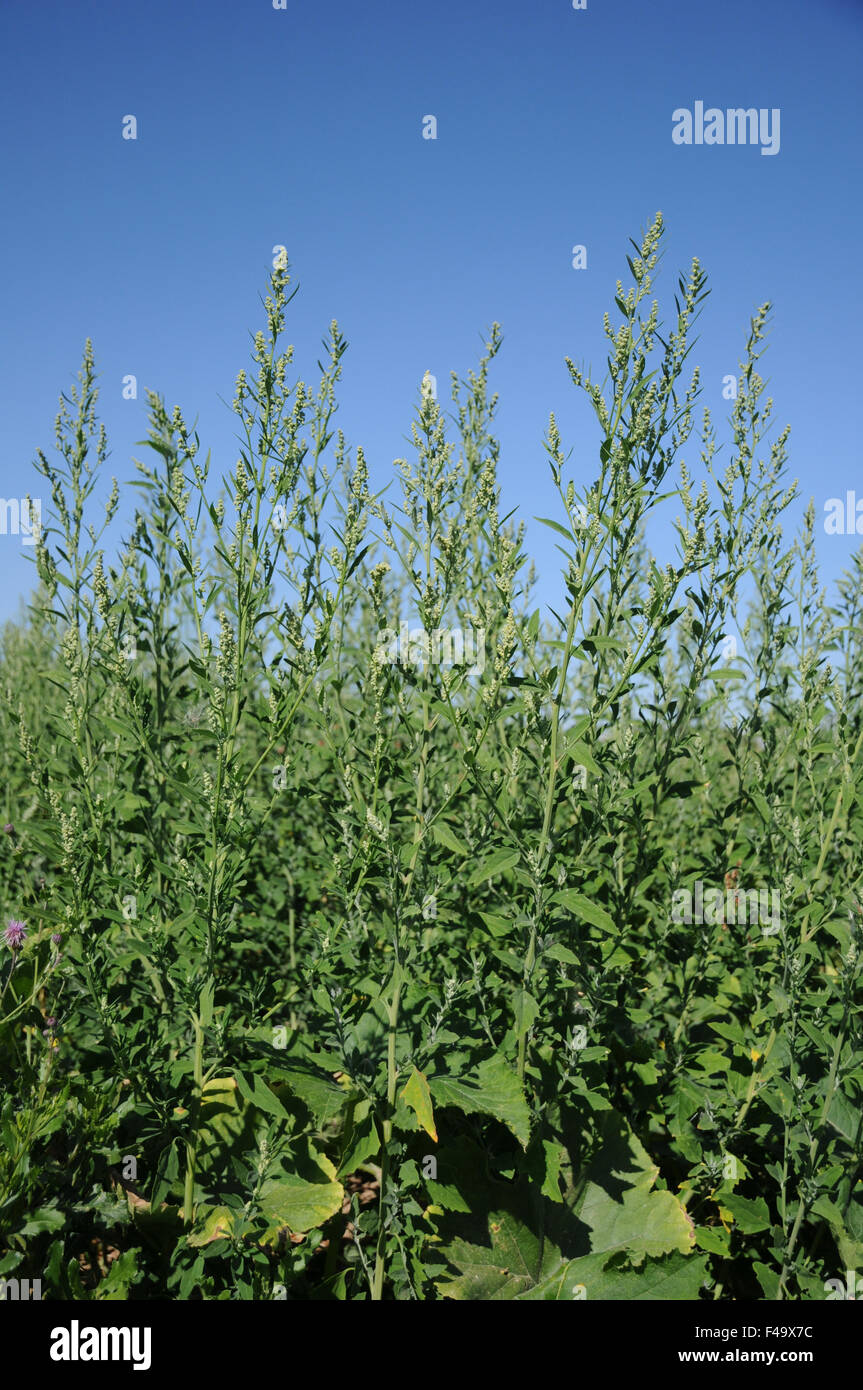 Spinat blume hi-res stock photography and images - Alamy