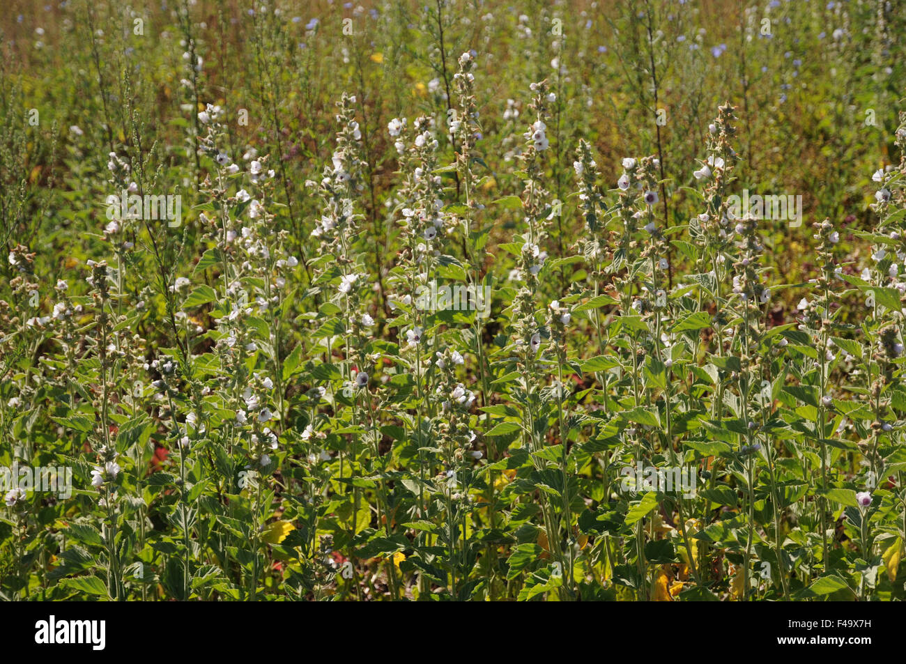 Common marshmallow althea officinalis hi-res stock photography and ...