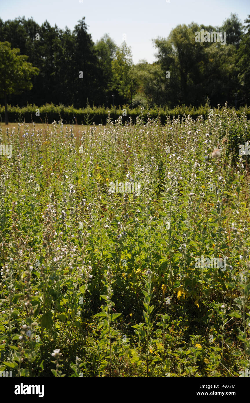Common marshmallow althea officinalis hi-res stock photography and ...