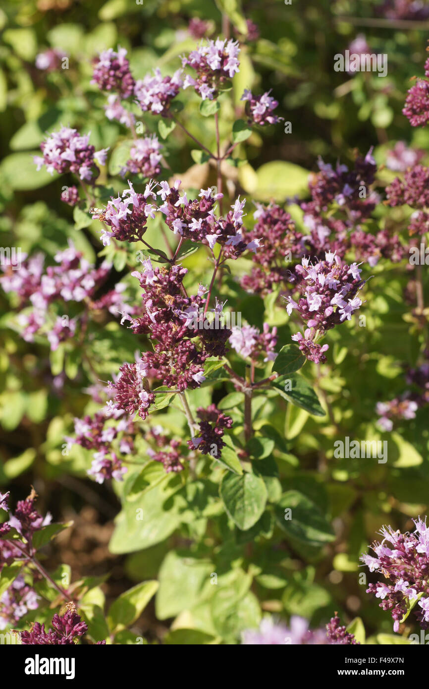Wilder oregano hi-res stock photography and images - Alamy