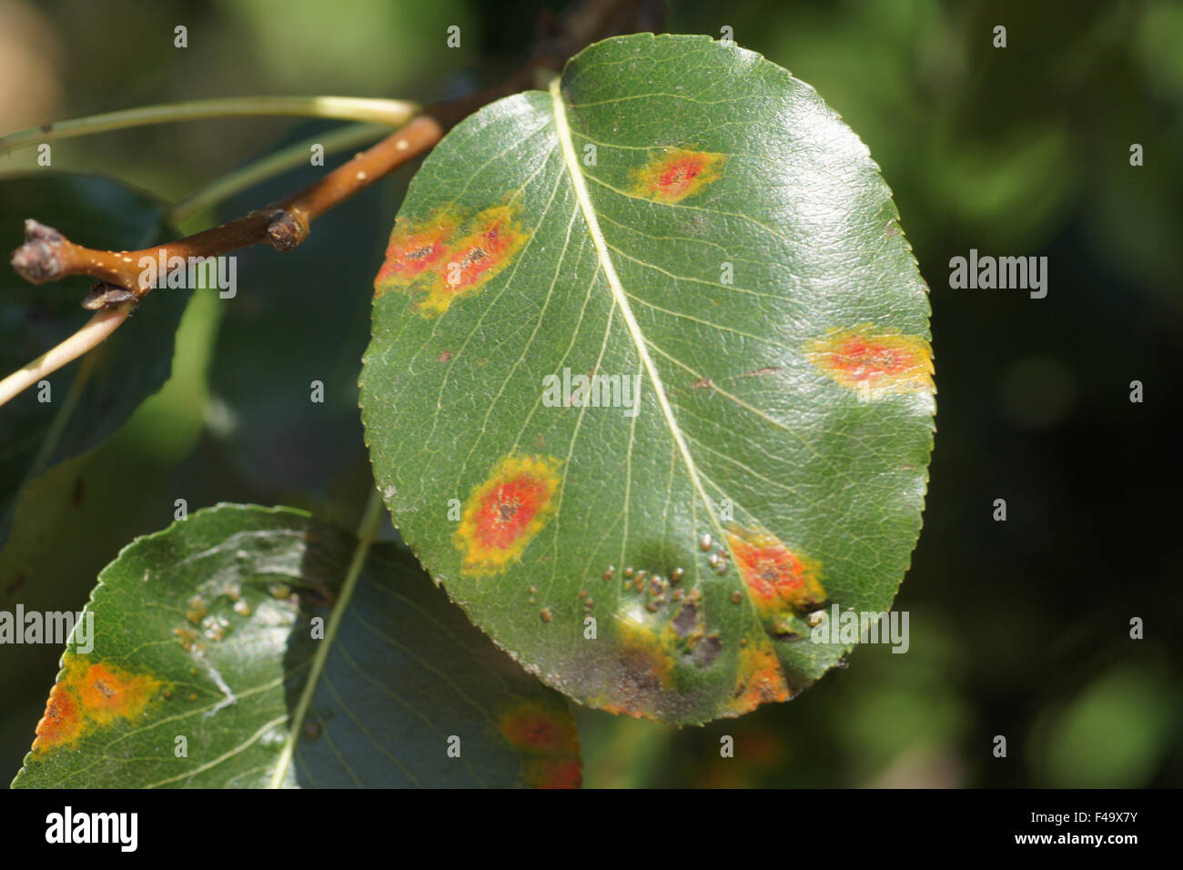 Pear rust hi-res stock photography and images - Alamy