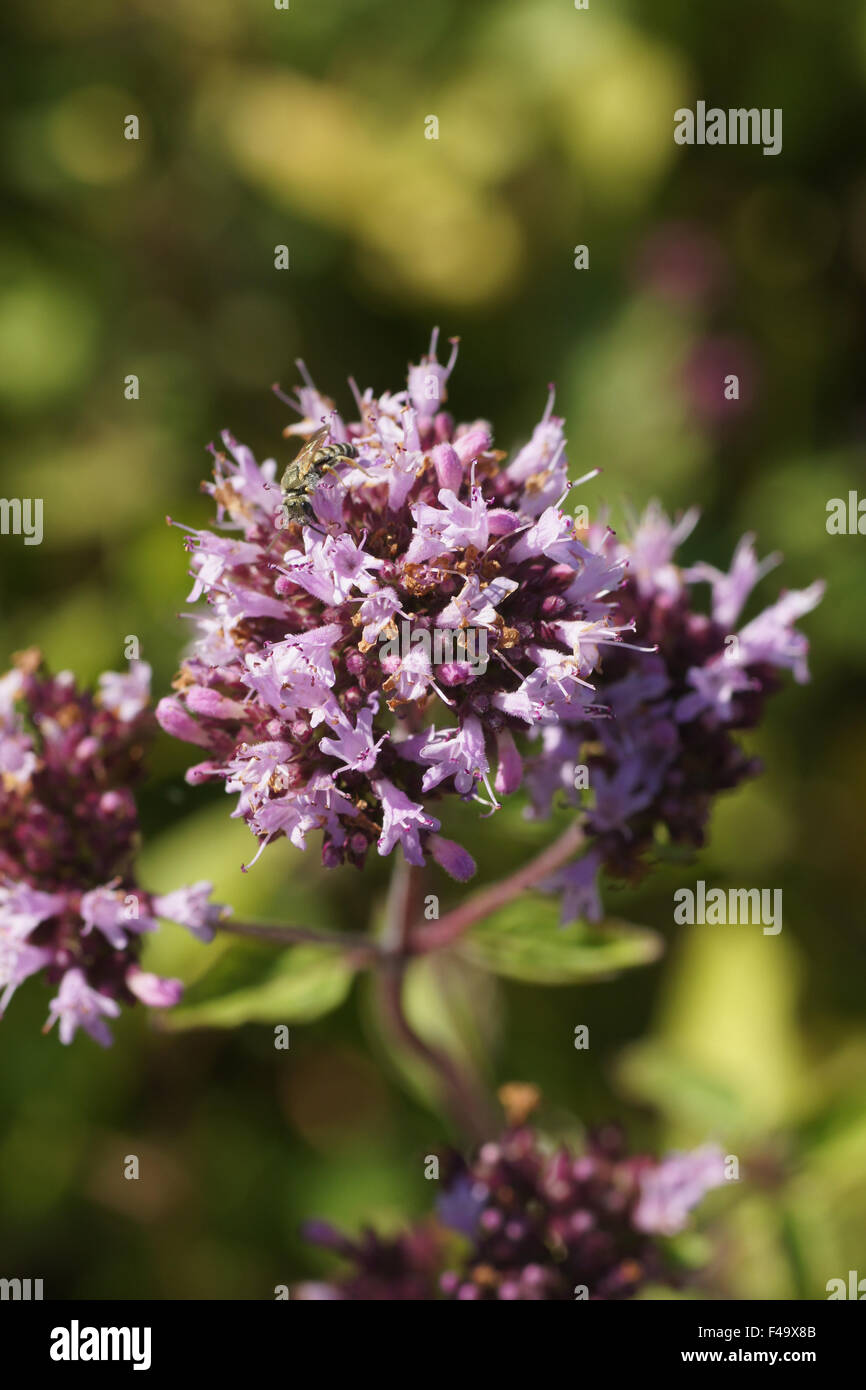 Wilder oregano hi-res stock photography and images - Alamy