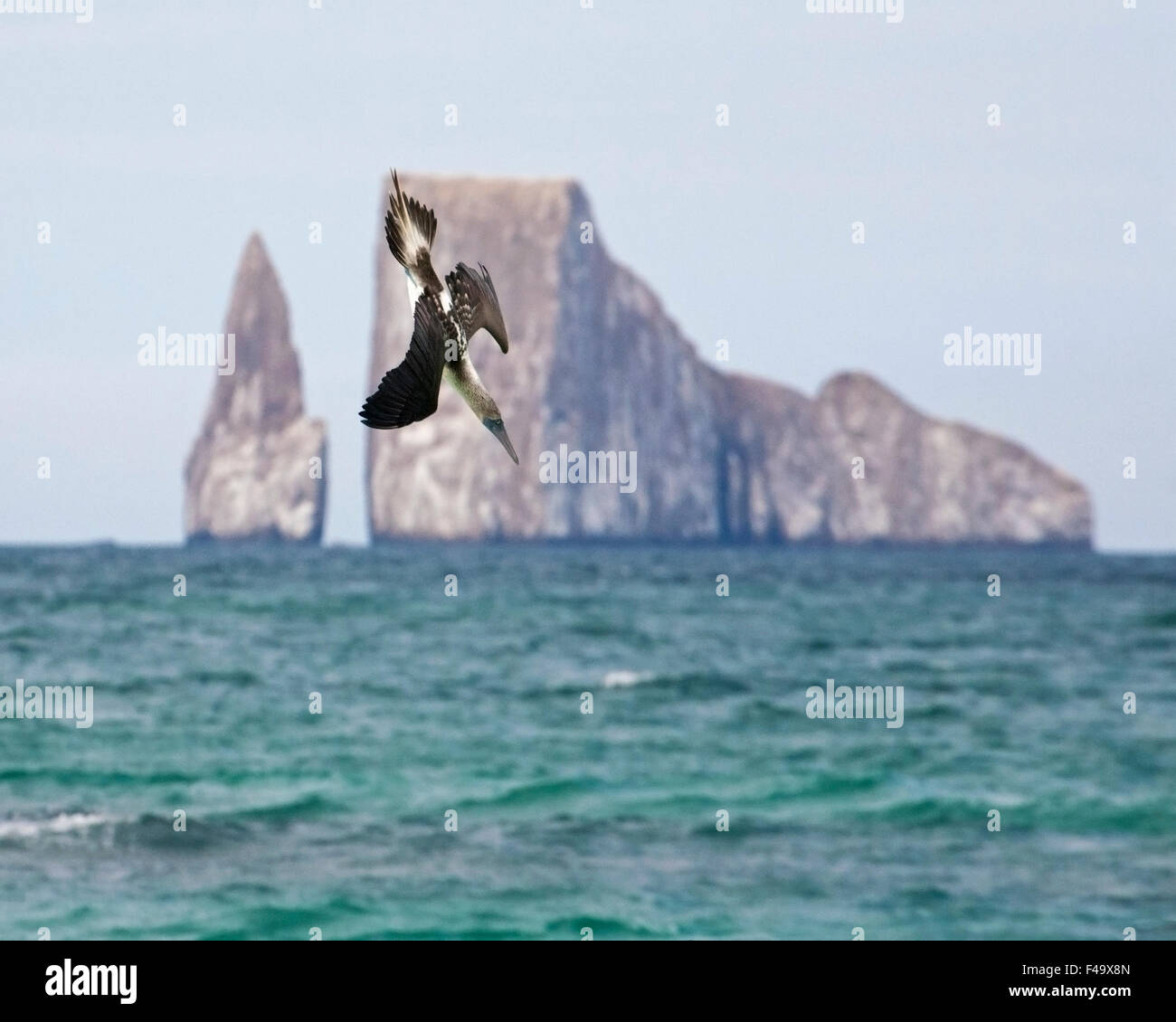 Kicker rock fish hi-res stock photography and images - Alamy