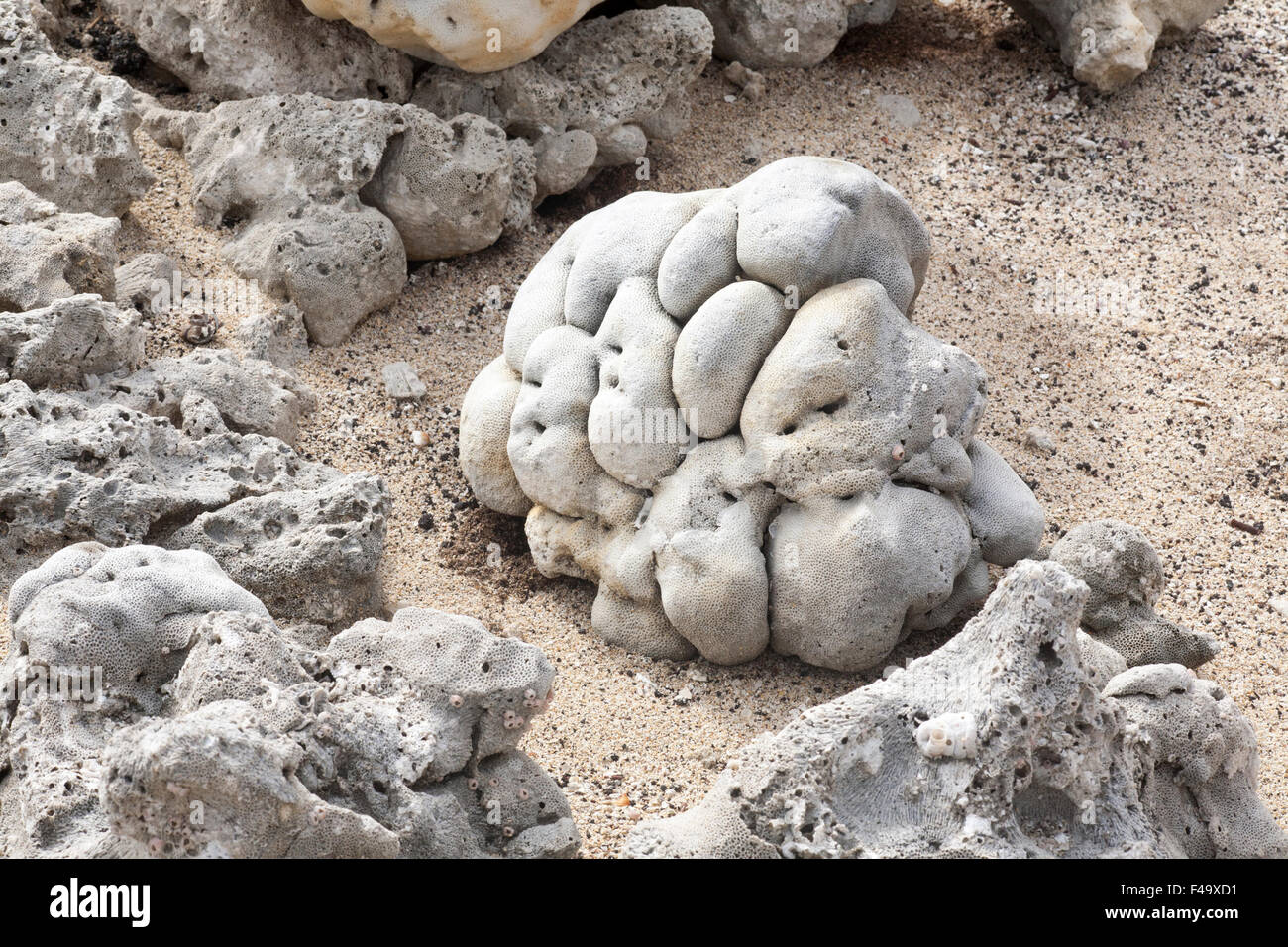 Inland coral skeleton exposed by rapid uplift following volcanic ...