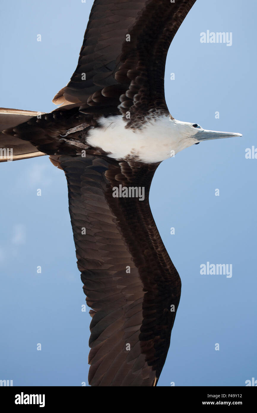 Frigatebird (Fregata) soaring Stock Photo - Alamy