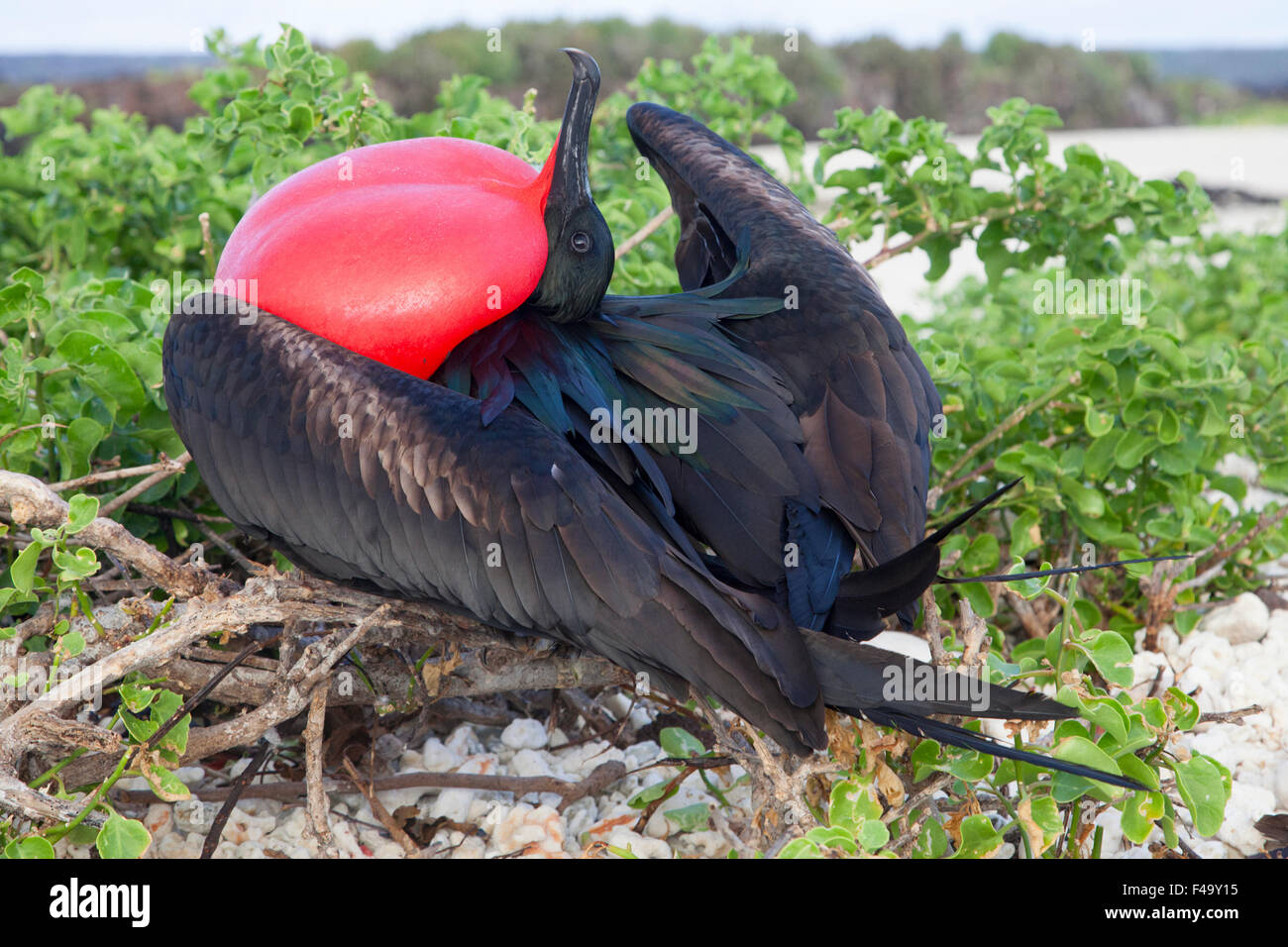 Great Frigatebird (Fregata minor) male bird courting females at a ...