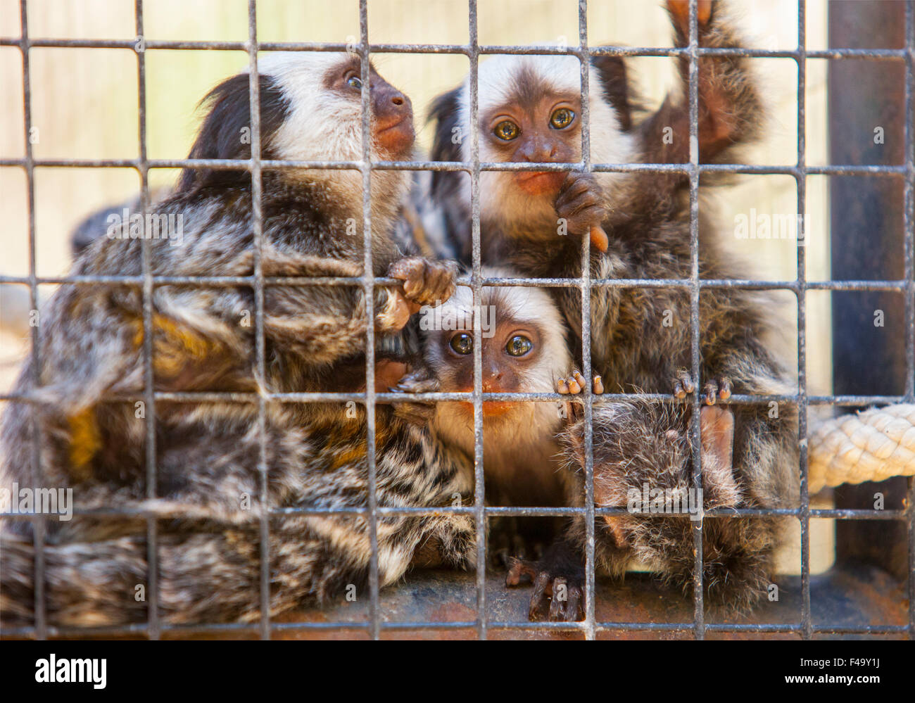 Marmoset cage hi-res stock photography and images - Alamy