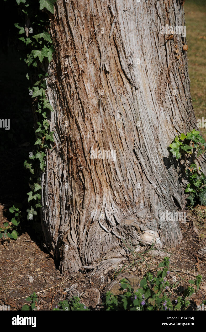 Northern white cedar tree hi-res stock photography and images - Alamy