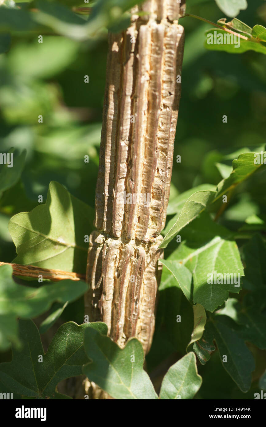 Acer campestre bark hi-res stock photography and images - Alamy