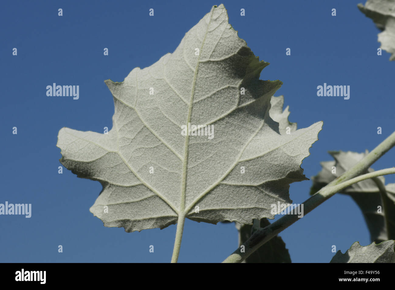 Silver pappel hi-res stock photography and images - Alamy