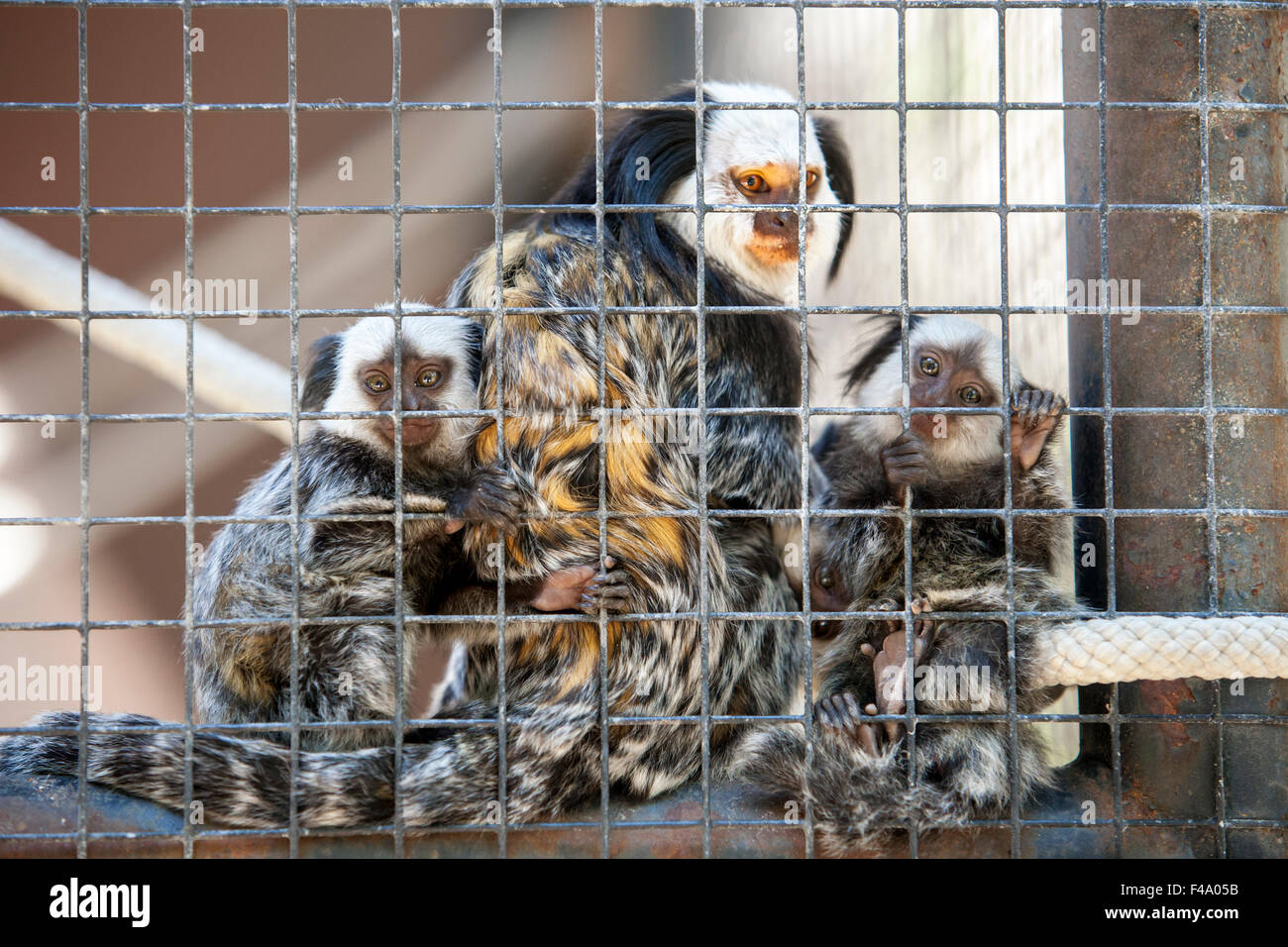Marmoset marmosets family hi-res stock photography and images - Alamy