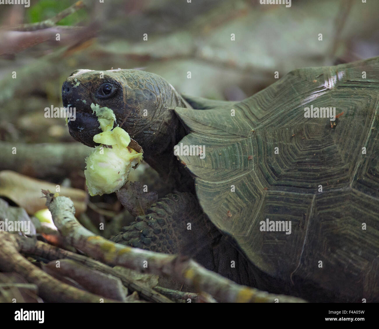 Galapagos Giant Tortoise (Chelonoidis nigra) eating poison apple Stock ...