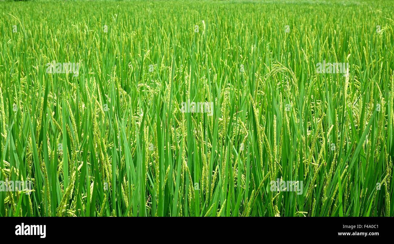 Stalks of rice with ears full of grain getting close to harvest time ...
