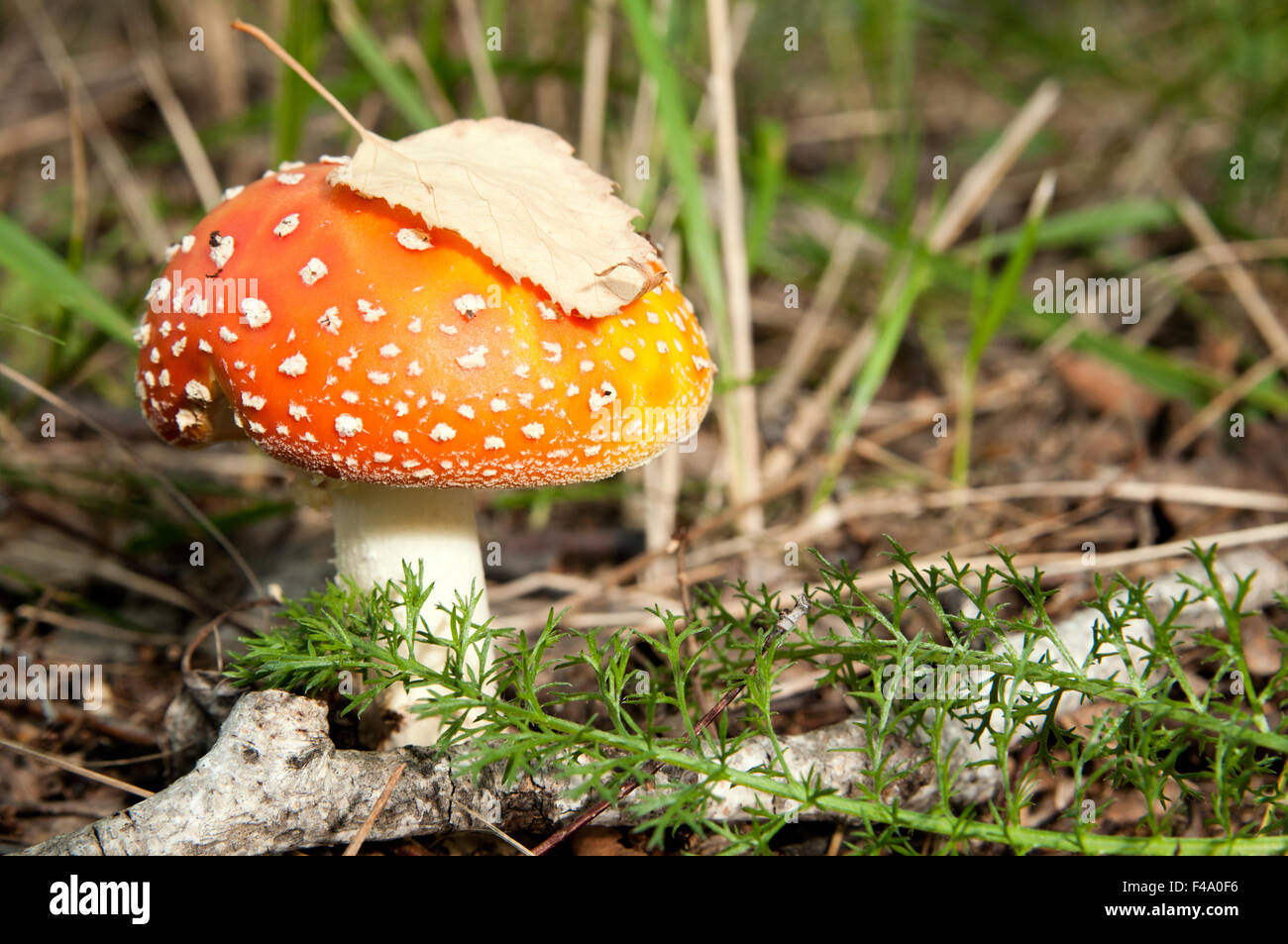 Mushroom photo and image hi-res stock photography and images - Alamy