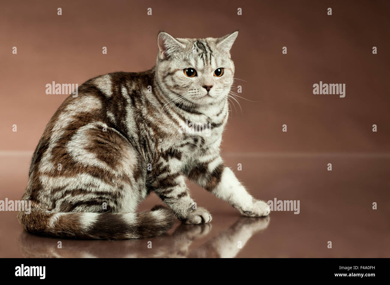Grown cat hi-res stock photography and images - Alamy