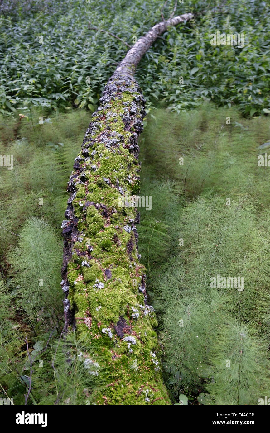 moss-covered tree trunk Stock Photo - Alamy