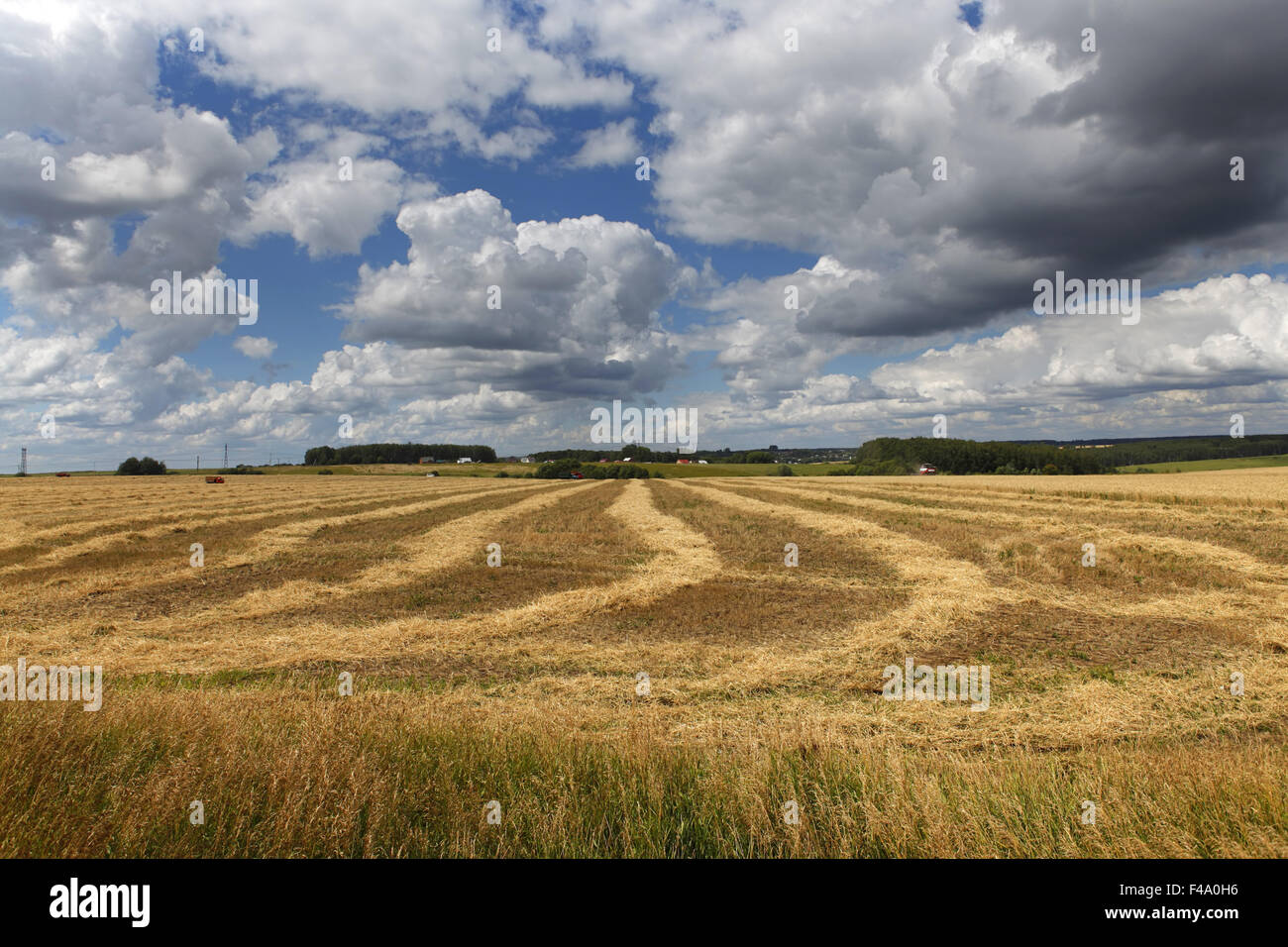 Field of wheat Stock Photo - Alamy