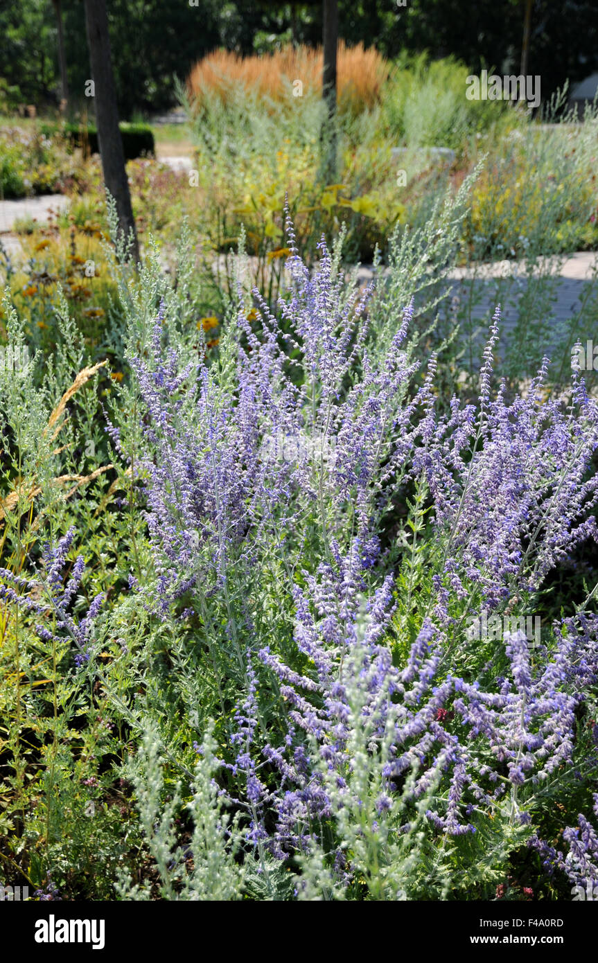 Russian sage (perovskia abrotanoides) hi-res stock photography and ...