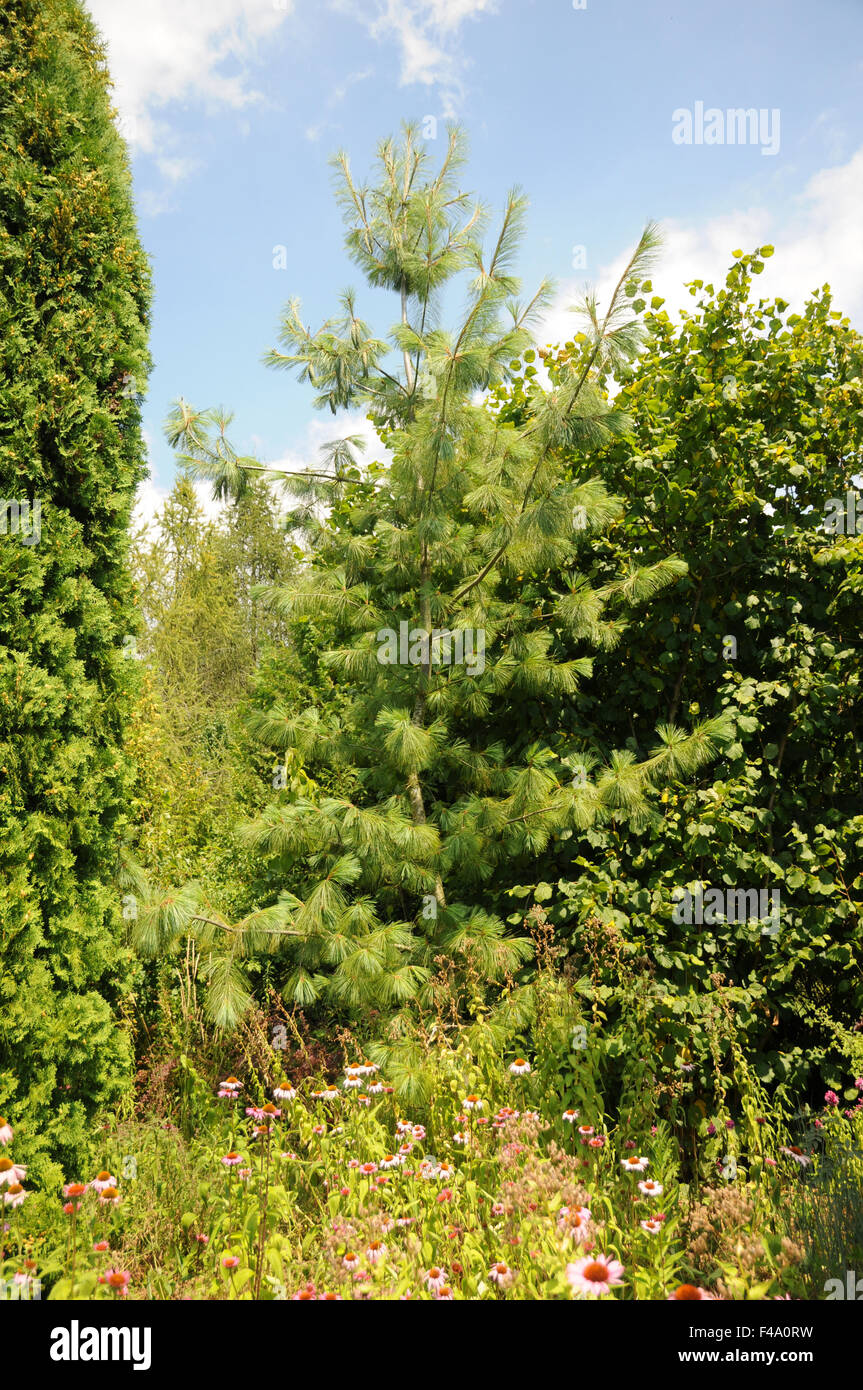 Northern white pine hi-res stock photography and images - Alamy