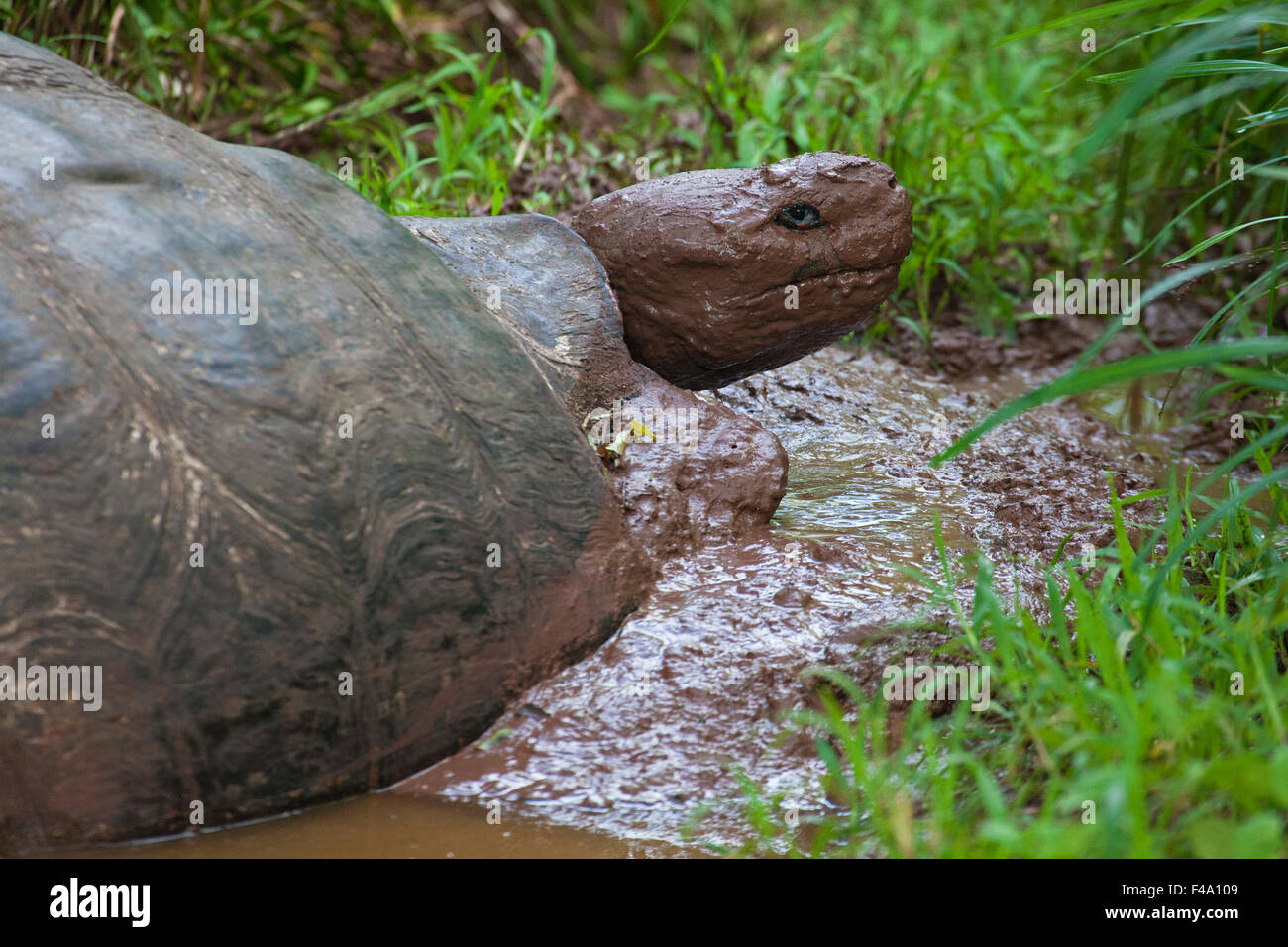 Galapagos Giant Tortoise (Chelonoidis nigra) wallowing in mud pool on ...