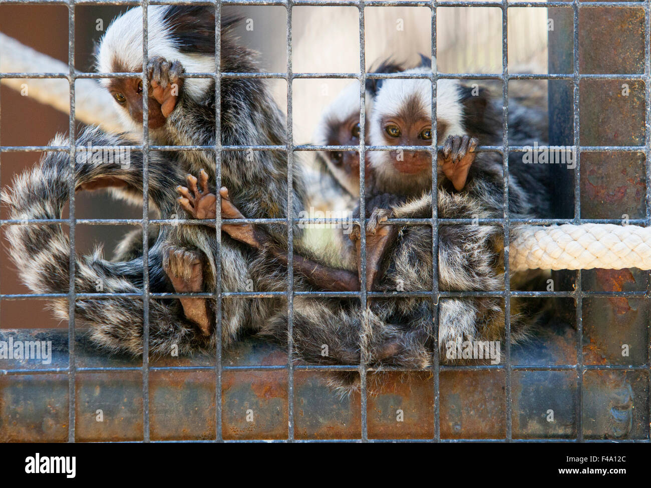 Marmoset cage hi-res stock photography and images - Alamy