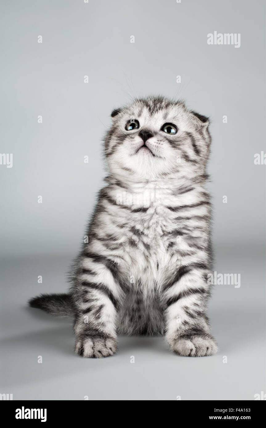 Kitten vertical hi-res stock photography and images - Alamy