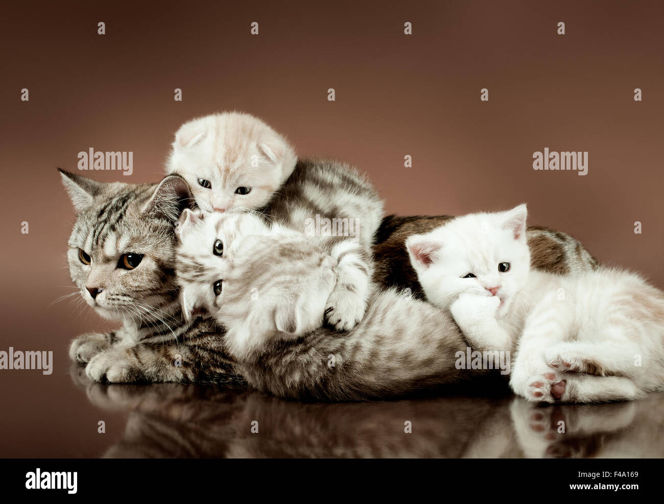 Kitten group photo hi-res stock photography and images - Alamy