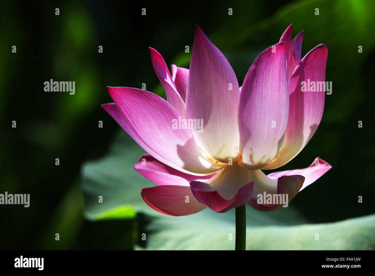 Pink water lilly Stock Photo - Alamy