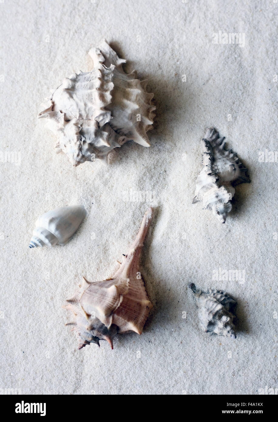 Cowrie shell water hi-res stock photography and images - Alamy