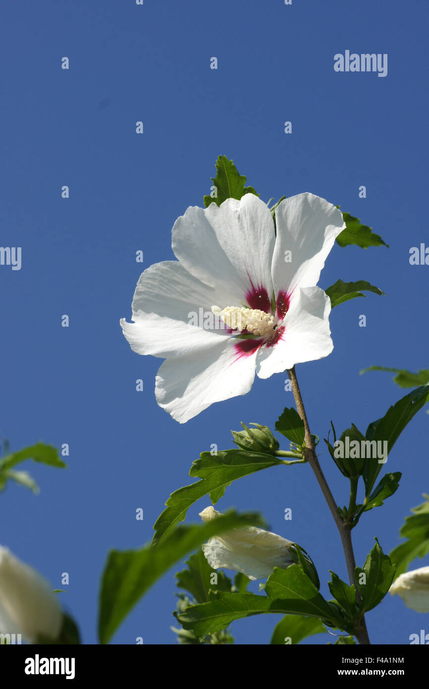 Althea heart hi-res stock photography and images - Alamy