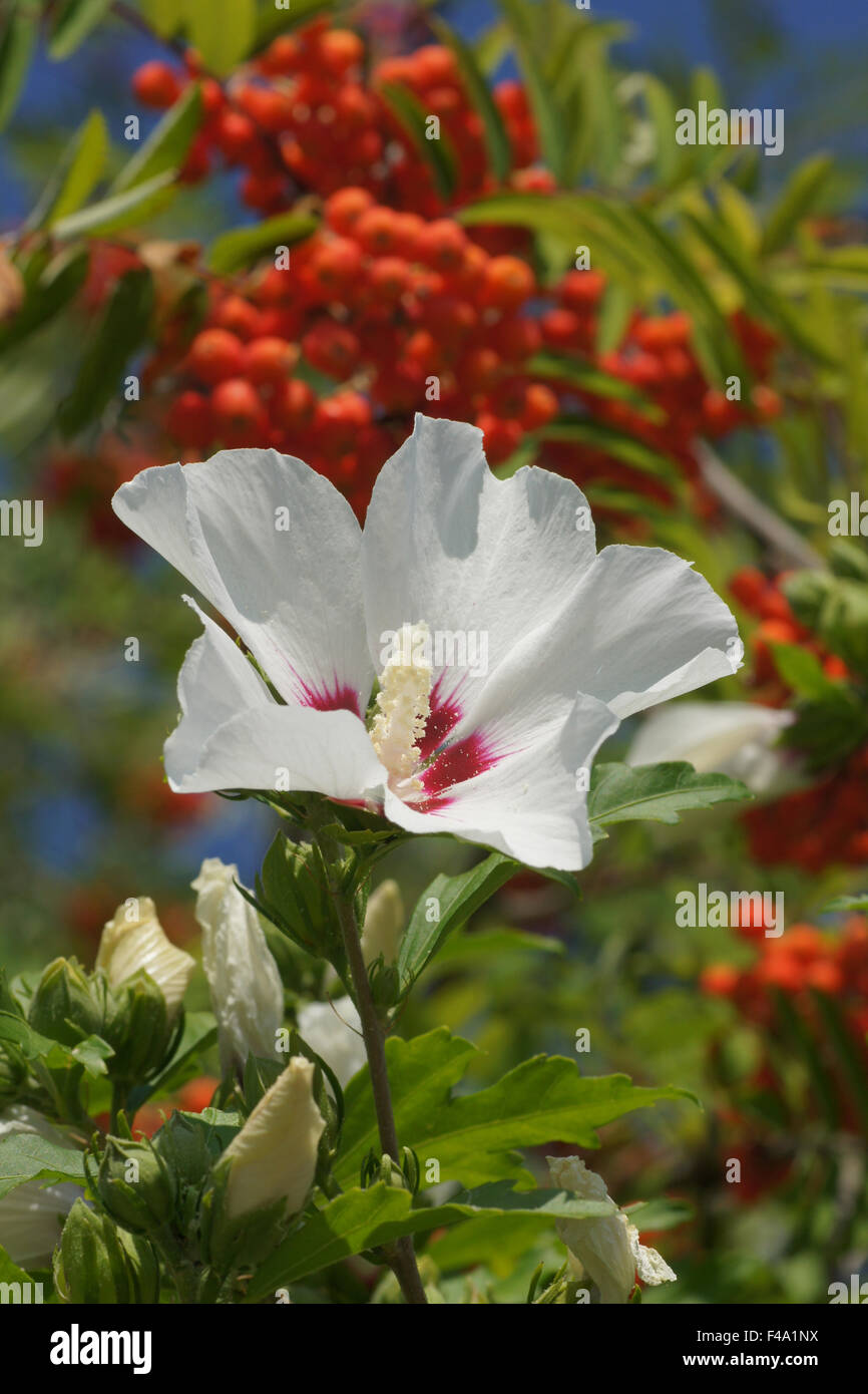 Althea heart hi-res stock photography and images - Alamy