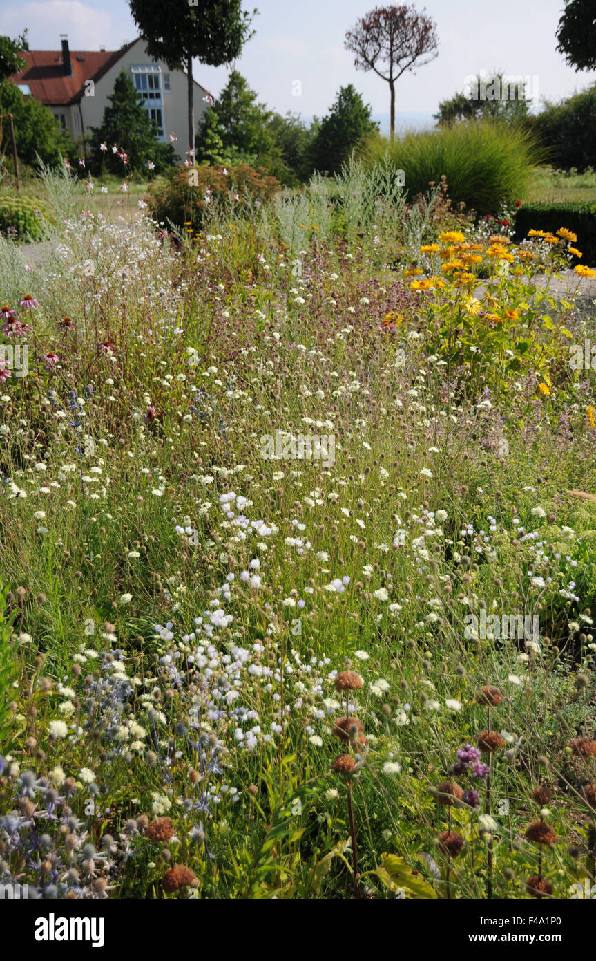 Wiesen skabiose hi-res stock photography and images - Alamy