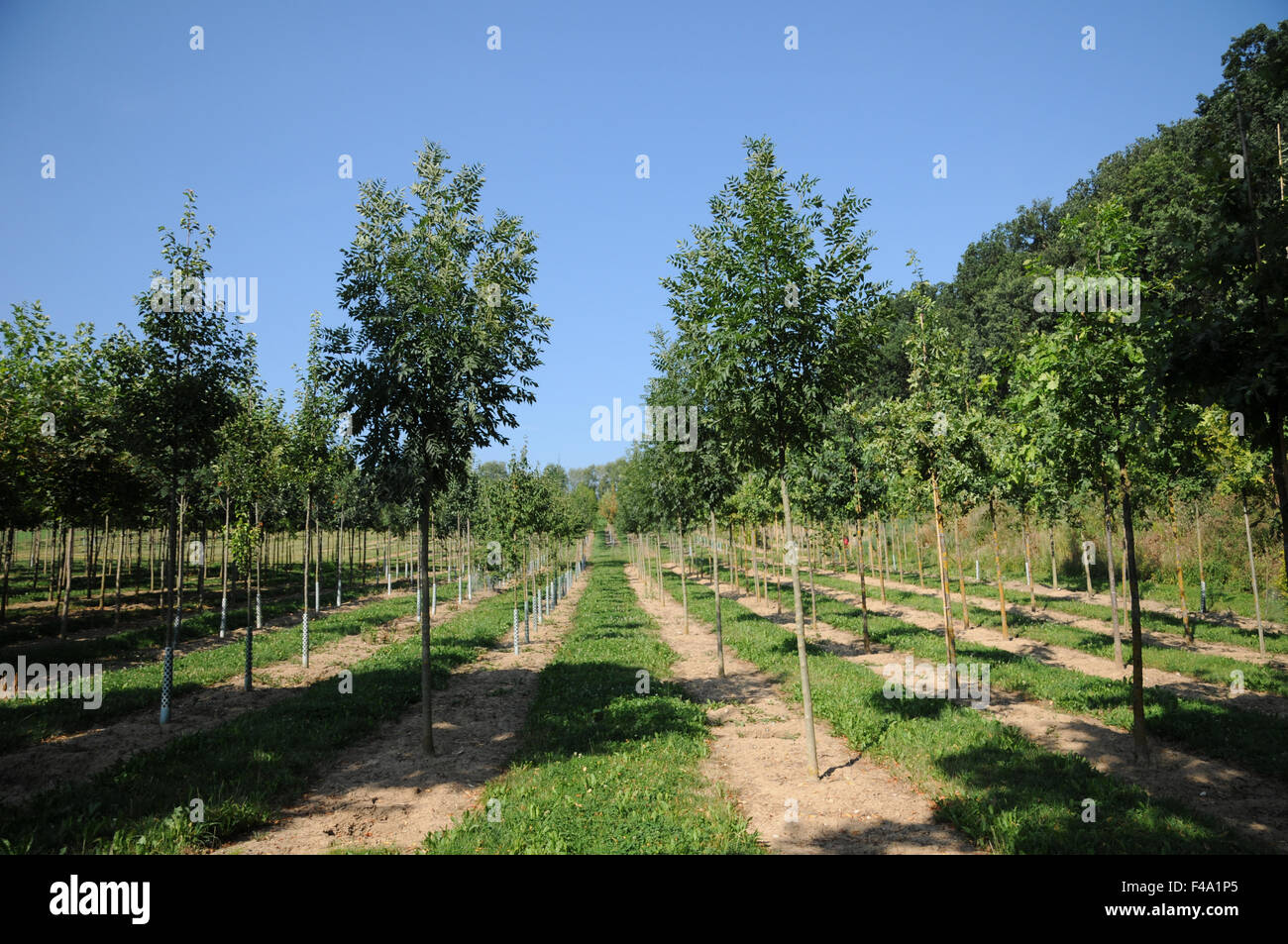 Ash wood nurseries hi-res stock photography and images - Alamy