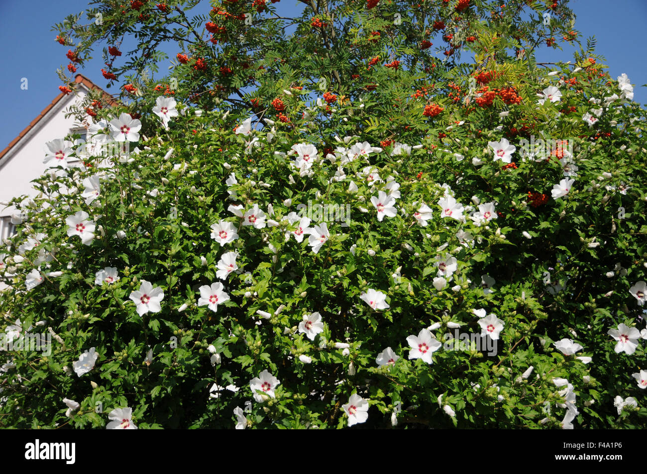 Althea heart hi-res stock photography and images - Alamy