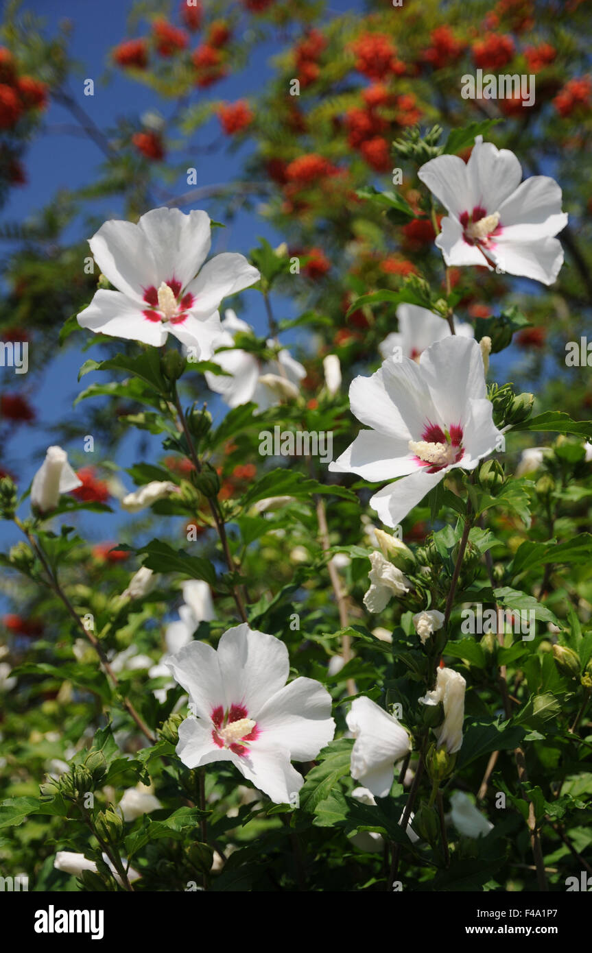 Althea heart hi-res stock photography and images - Alamy