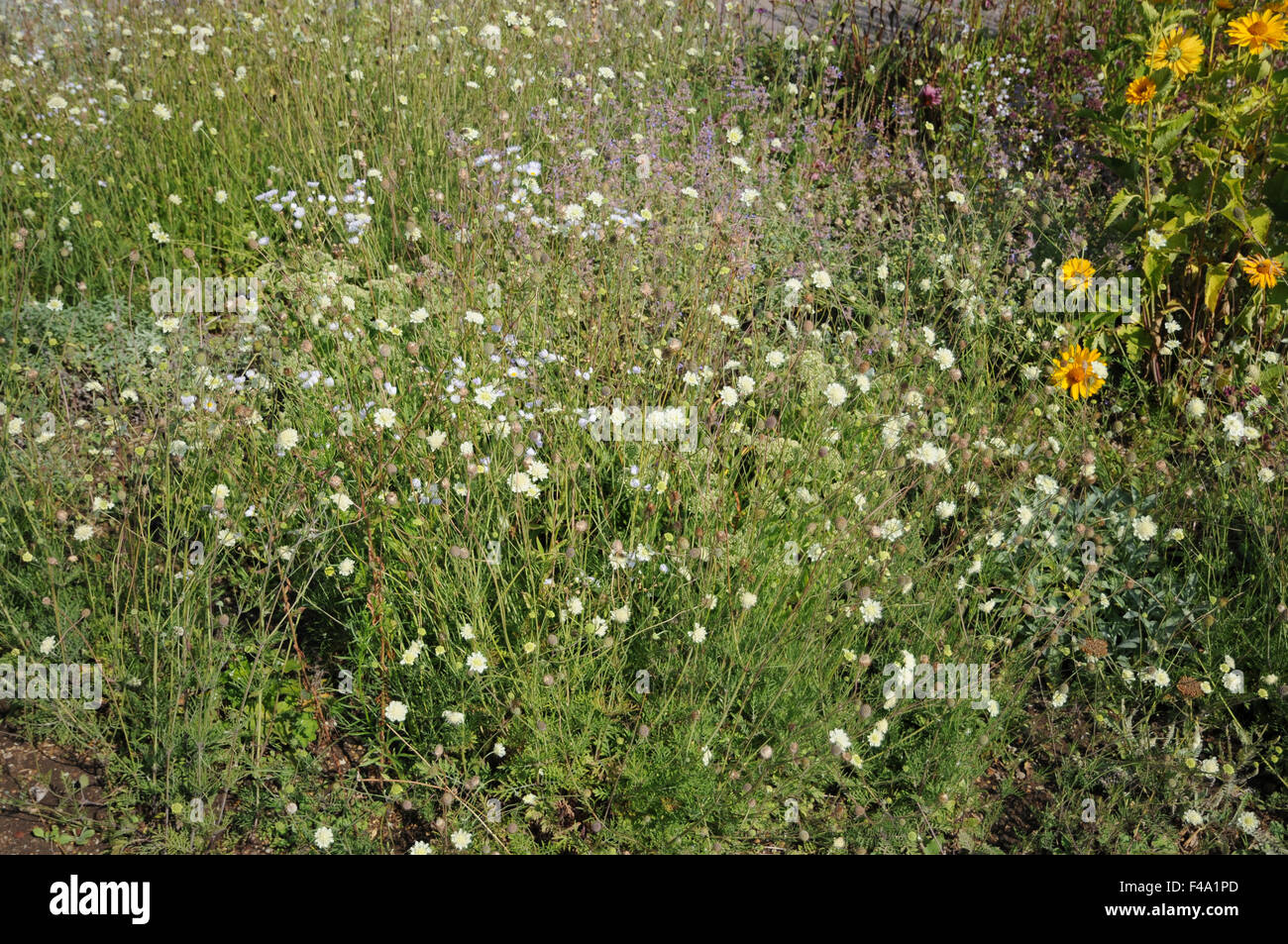 Yellow scabious scabiosa ochroleuca hi-res stock photography and images ...