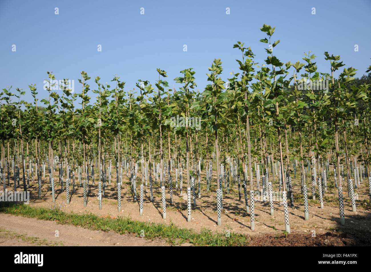 Protecting planes hi-res stock photography and images - Alamy