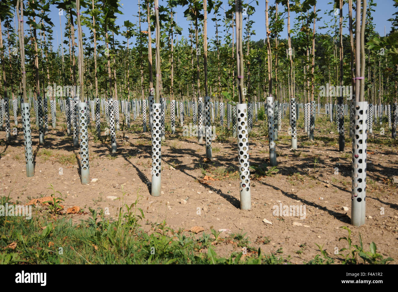 Plane trees in nursery Stock Photo - Alamy
