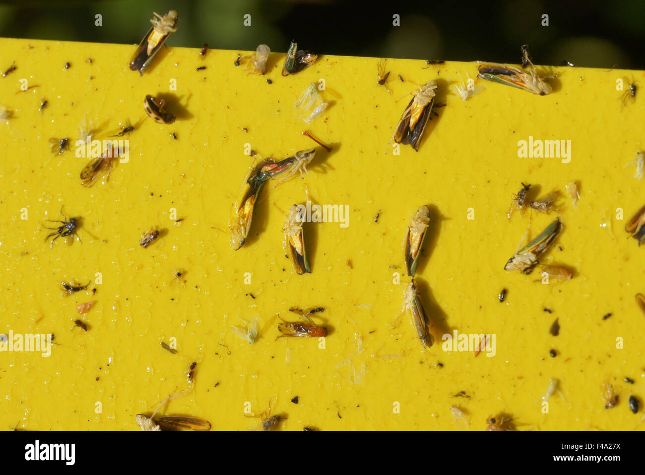 Adhesive traps hi-res stock photography and images - Alamy