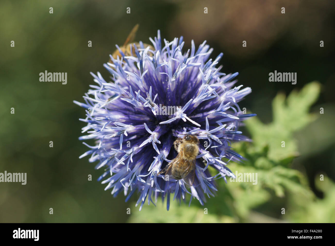 Globe thistle insects hi-res stock photography and images - Alamy